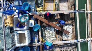 Fishta Seafood Elevates Philippine Seafood Standards, Anchored by ...